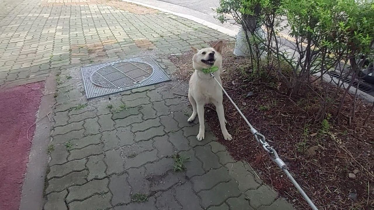 아침에도 산책하고 점심 먹고도 산책 나가는 공장 진돗개 L 산책 더 하고 싶어서 생떼 쓰는 공장개 때문에 결국 더 먼 거리를 돌아서 회사로 복귀함 Youtube