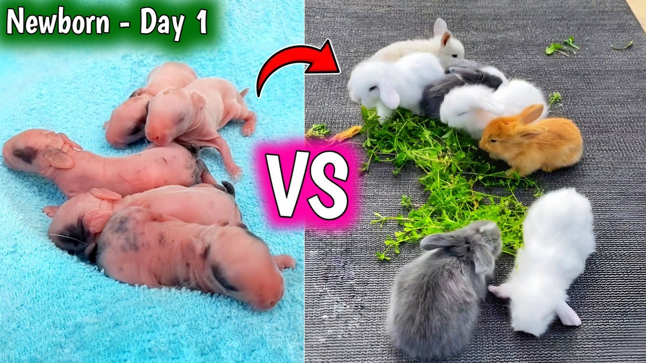 Baby Rabbits Grow Up - 3 Types of rabbit growth | Cute Rabbit - YouTube