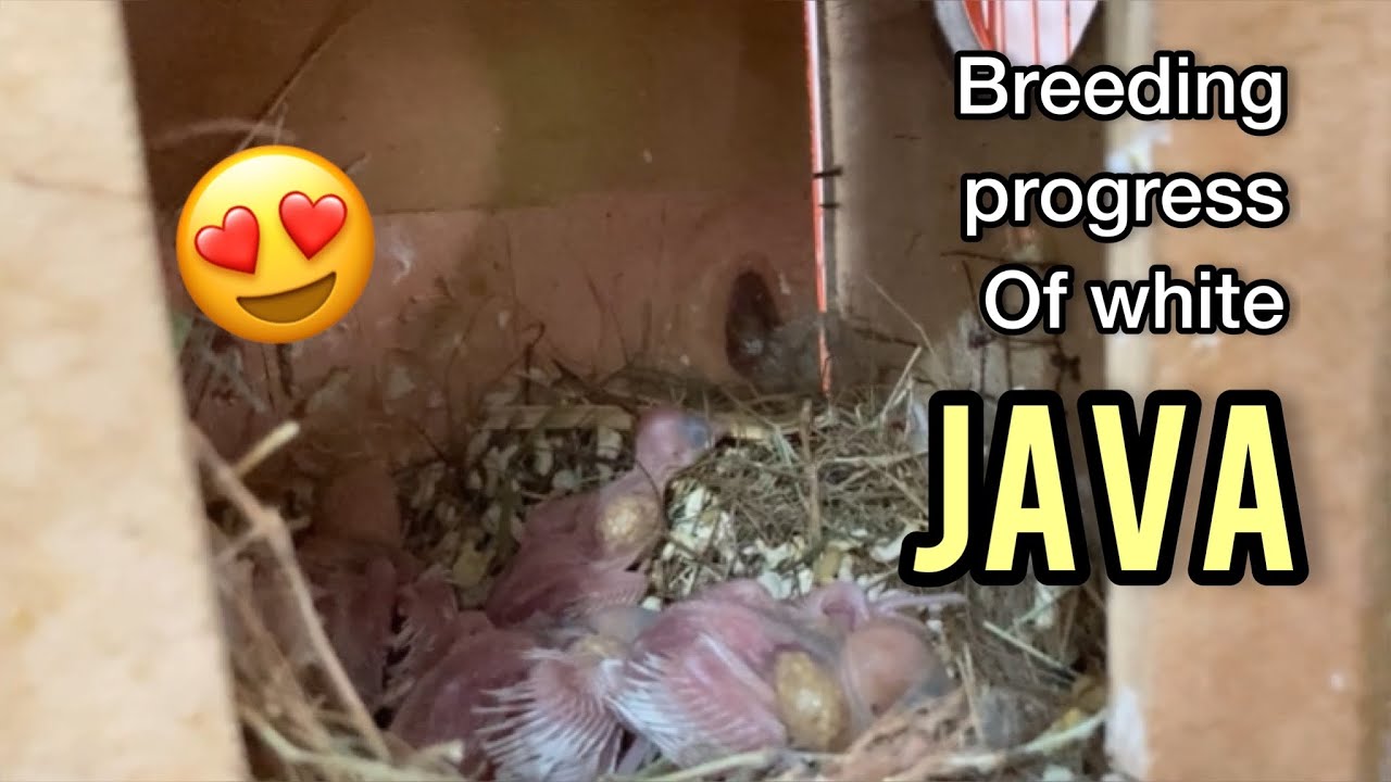 Breeding progress of white java | mini zoo update - YouTube