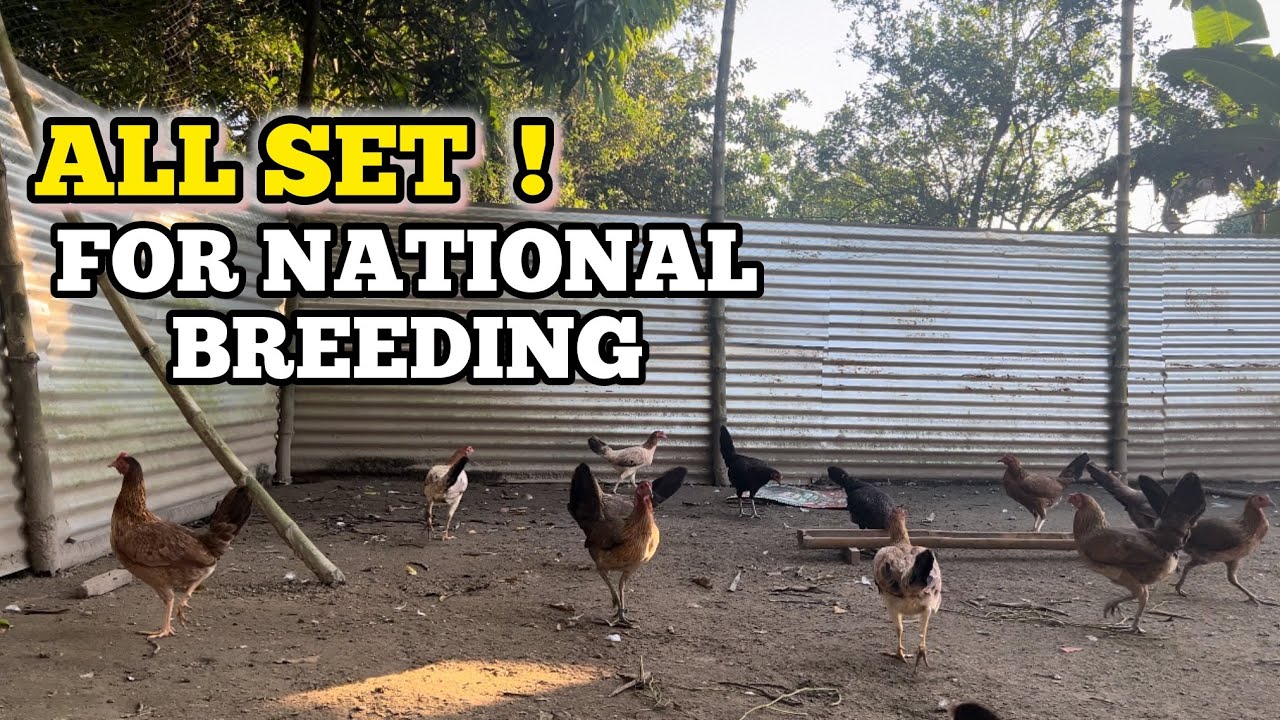 All set for national breeding - YouTube