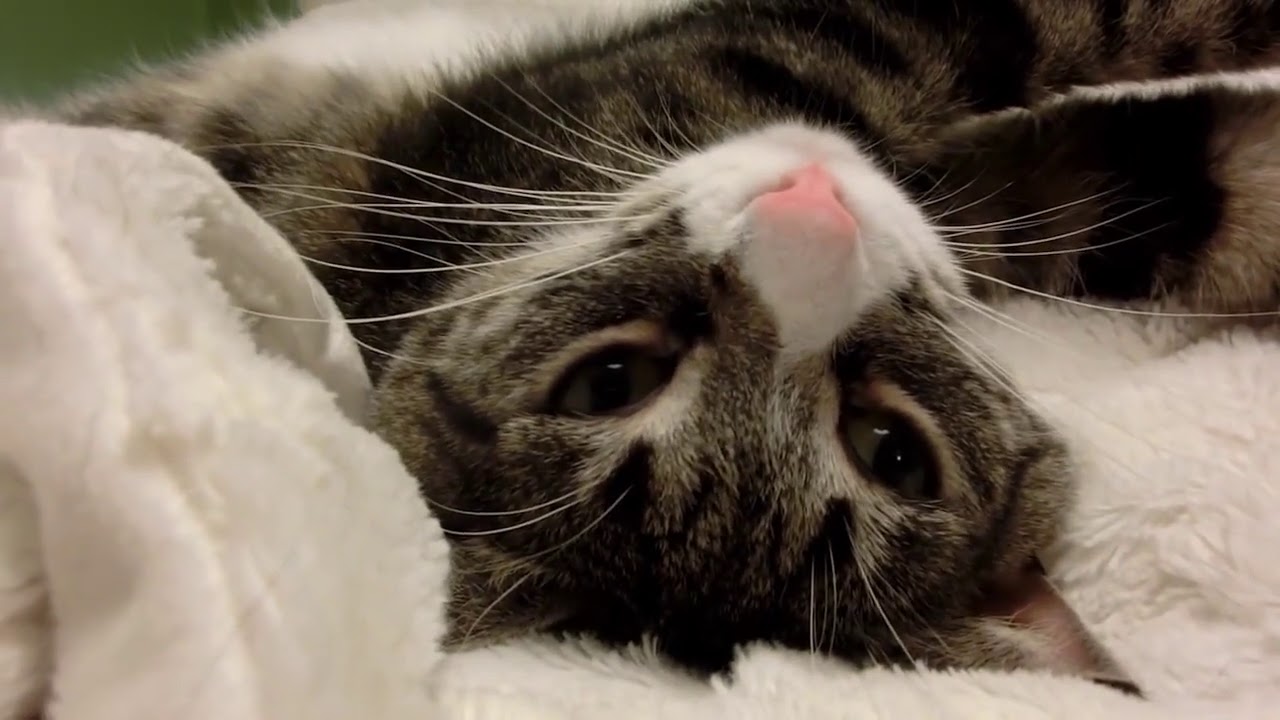 10 Best Animal Moments of the Day - YouTube