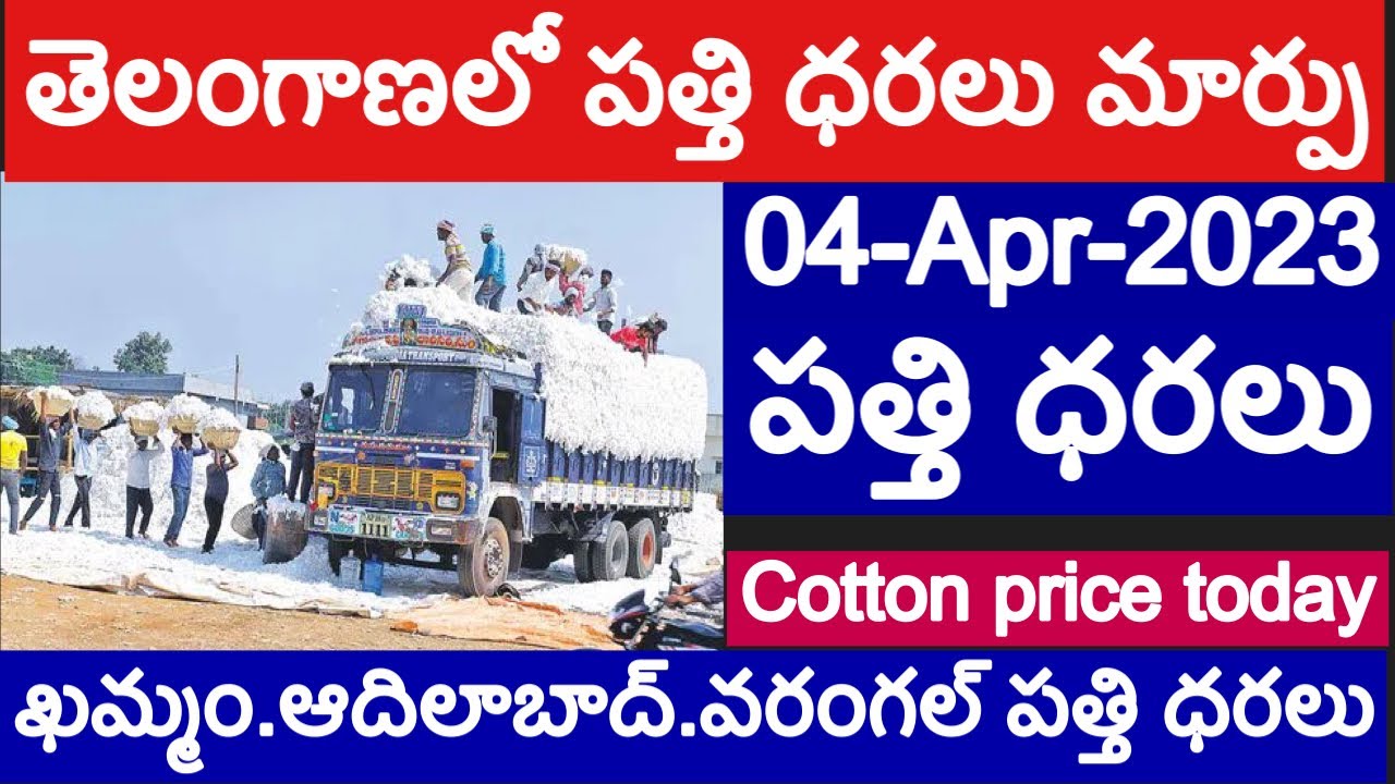 04-Apr-2023 today cotton price |cotton price today |ఈరోజు పత్తి ధలు ...