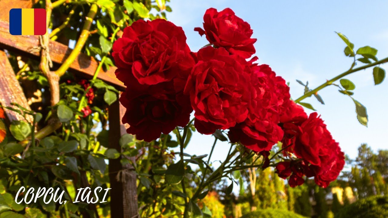 THIS IS COPOU, IASI (4K VIDEO) - YouTube