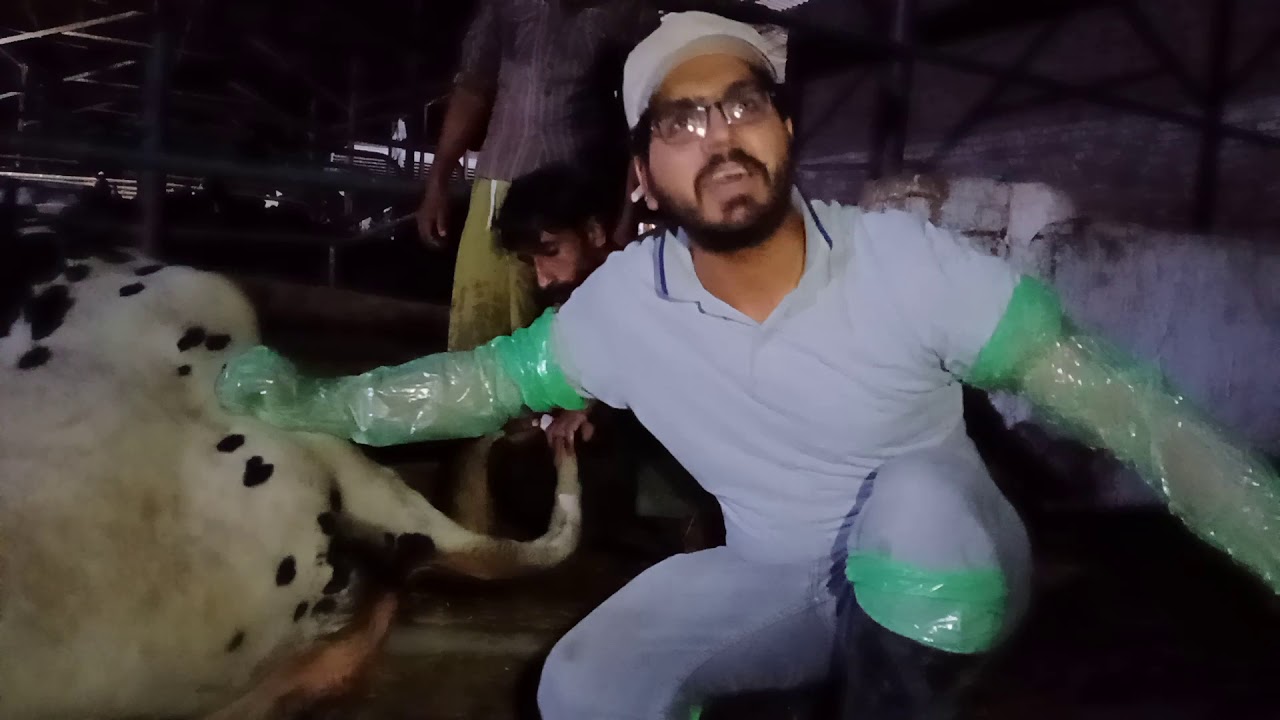 Breach Delivery of a Dairy Calf II Dr. Muzzammil - YouTube