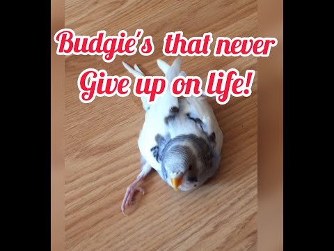 Budgie with disabled legs / Budgie's leg problem - YouTube