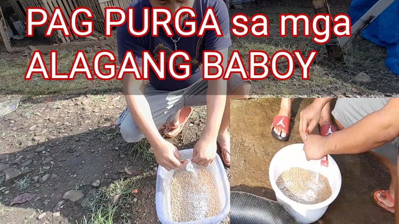 PAG PURGA o pag DEWORM sa ating mga ALAGANG BABOY O BIIK - YouTube