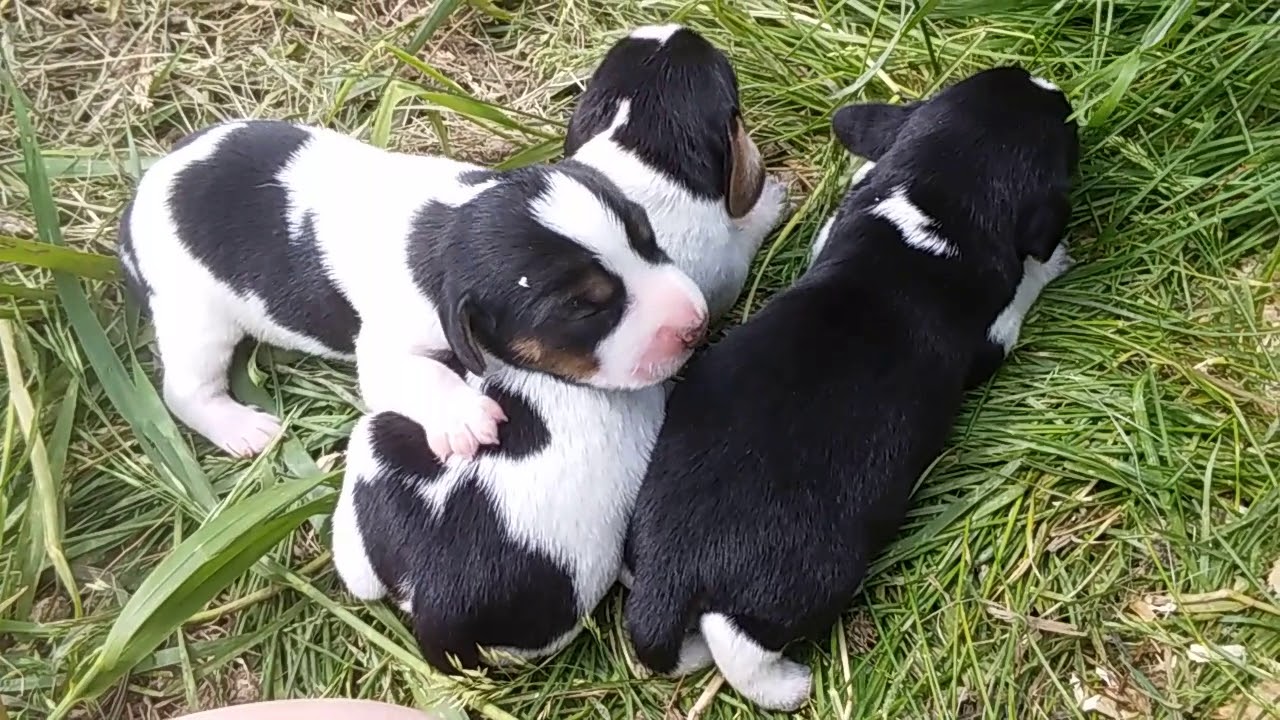 4 day BEAGLE PUPPIES Chocolate, Bluetick, Tricolor Rita litter - YouTube