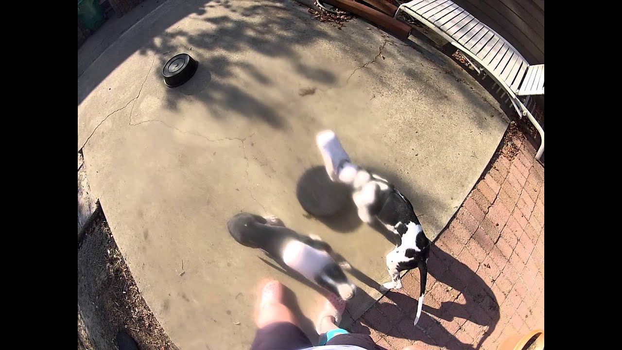 Archer and Parfait puppy training party - YouTube