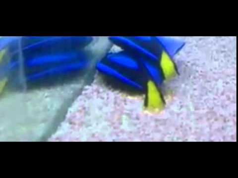 Finding Dory: Ending Leak - YouTube