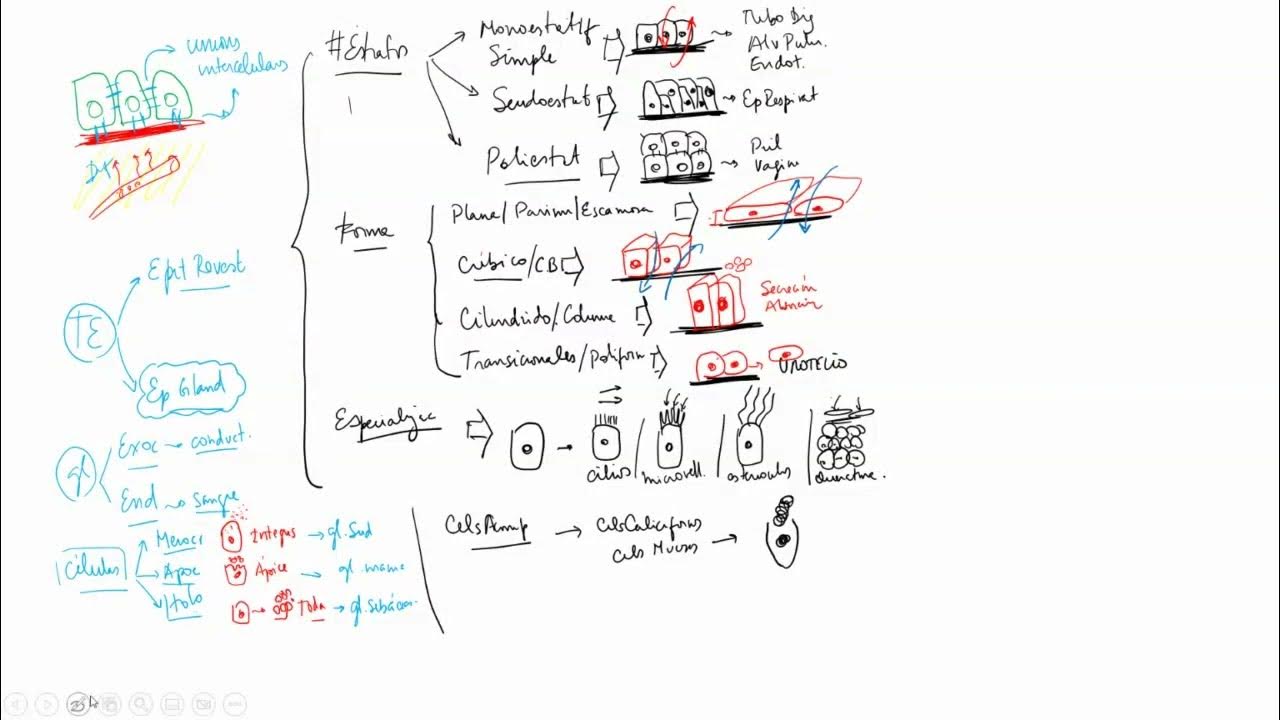 Sesion 4 Tejidos Básicos - YouTube