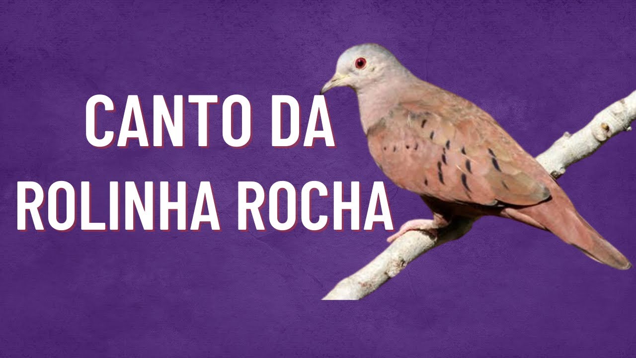 O canto da rolinha roxa!!! - YouTube