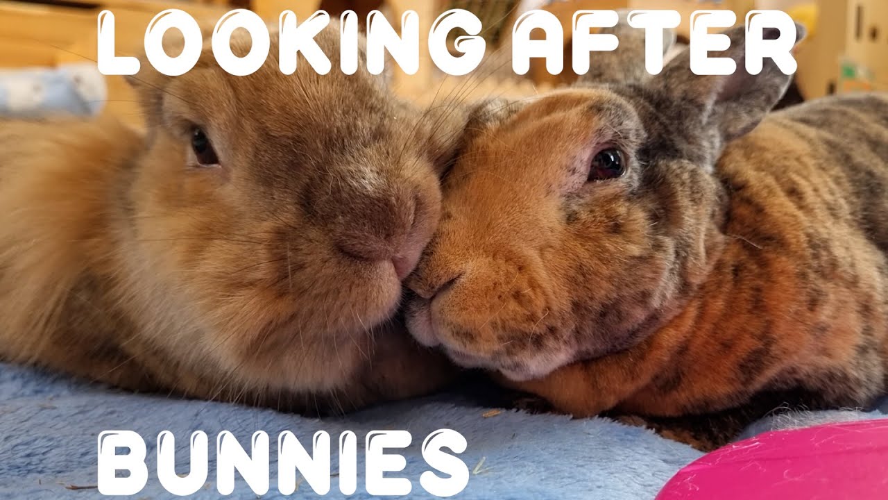 5 Things to know about looking after bunnies - YouTube