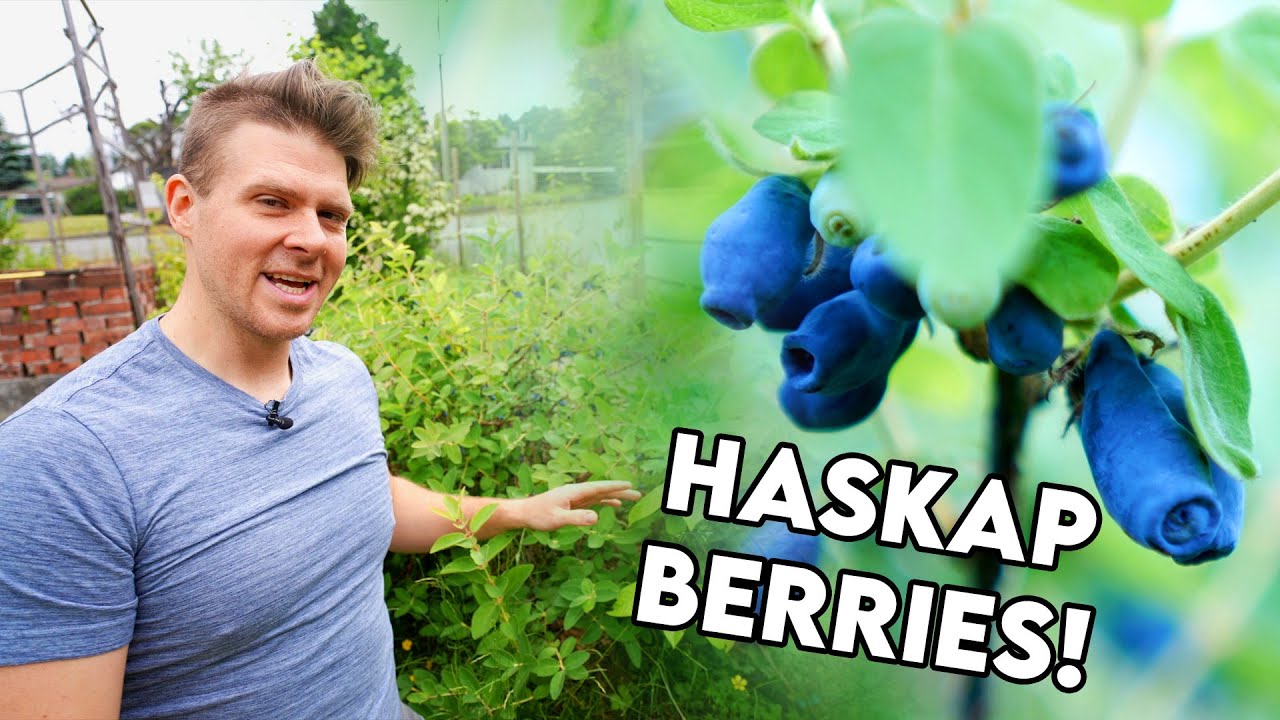 Haskap Honeyberries Everything You Need To Know Growing Them Youtube