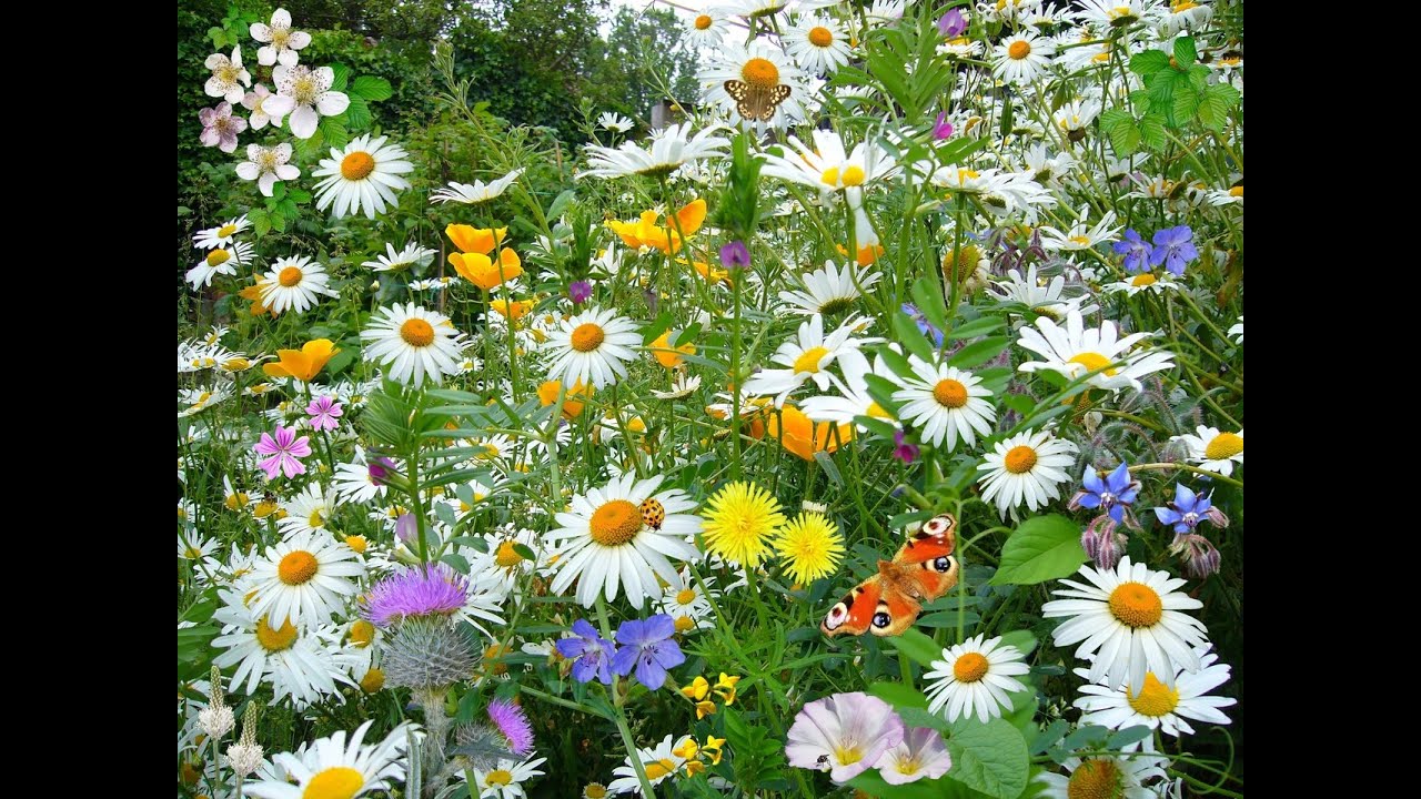 The wild plant photo collections you always wanted to have - YouTube