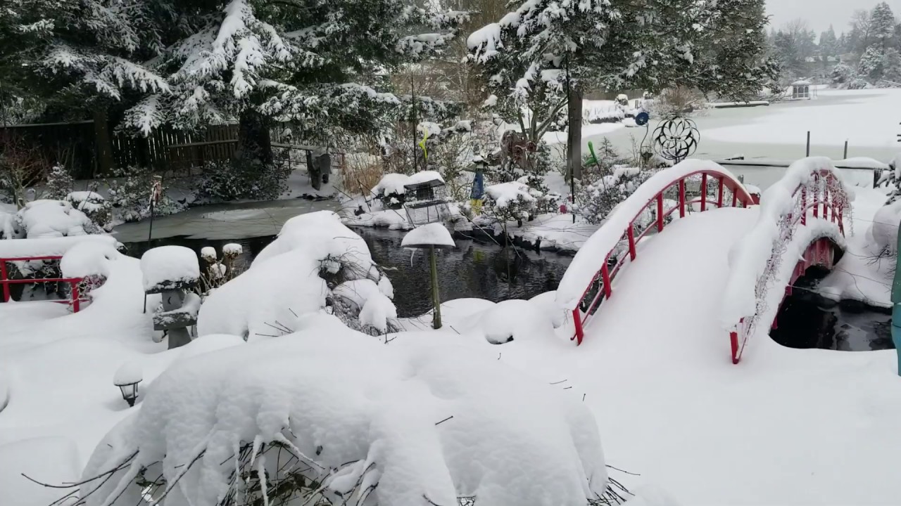 Japanese inspired bridge in the snow - Amazing Maples & Crazy Conifers ...