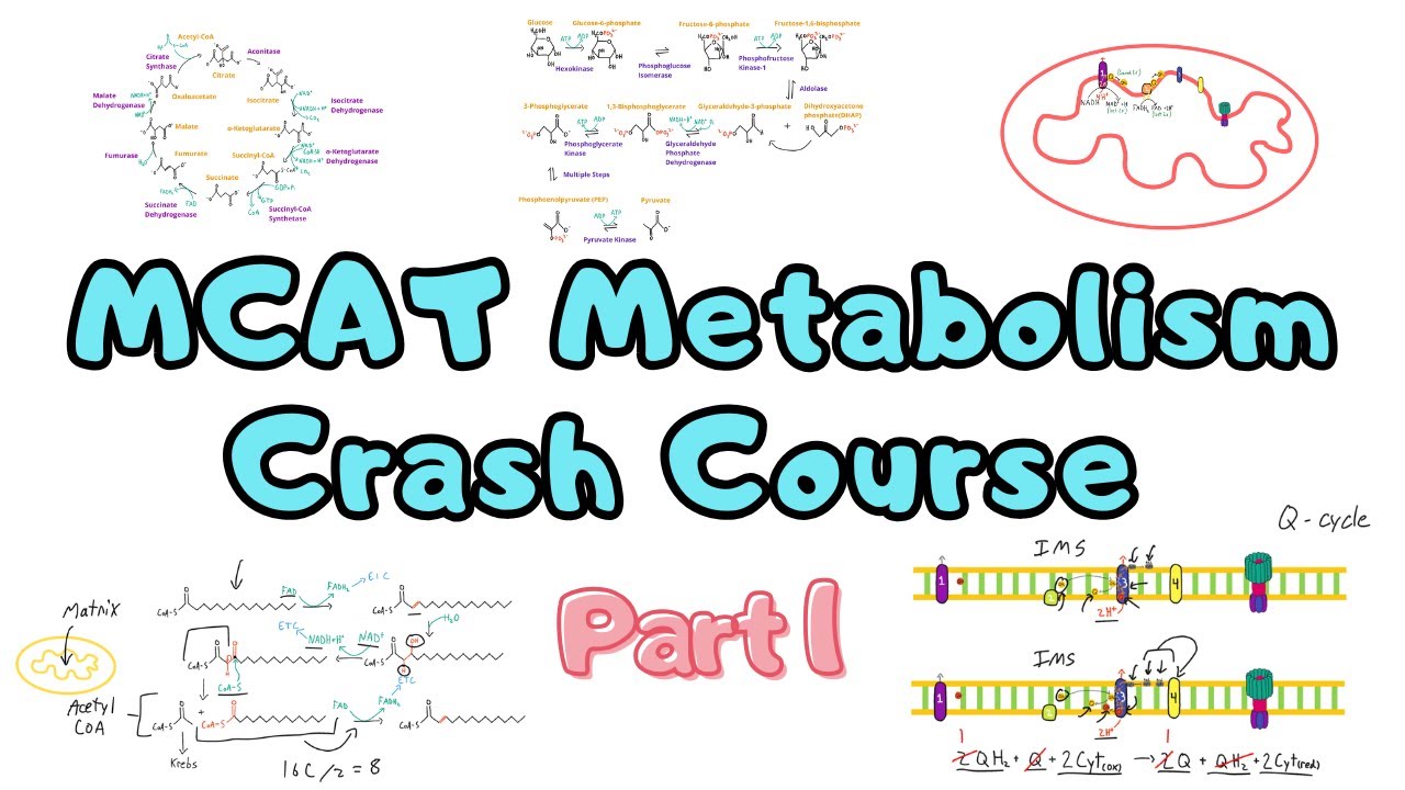 MCAT Metabolism Crash Course (Part 1): Glycolysis through ATP Synthase ...