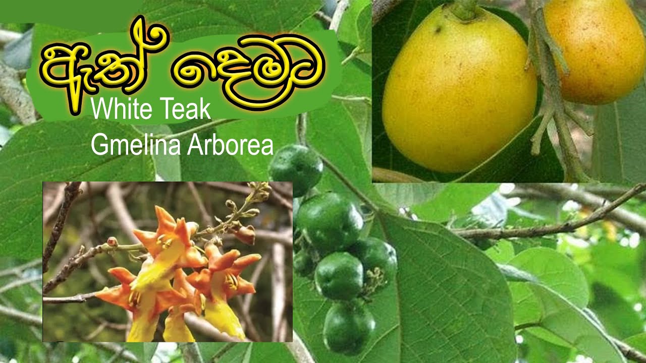 ඇත් දෙමට - Gamelina arborea - Eth Demata - YouTube