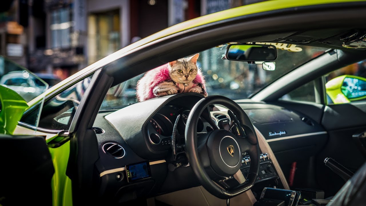 This Cat OWNS TWO LAMBORGHINIS...Meet Torako! - YouTube