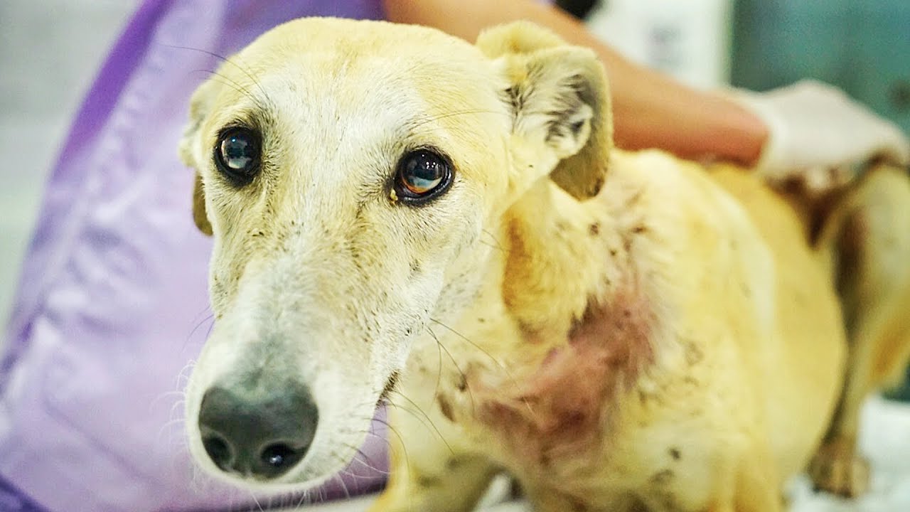 MUST SEE ! Beautiful Dog rescued with a rope embedded into his neck ...