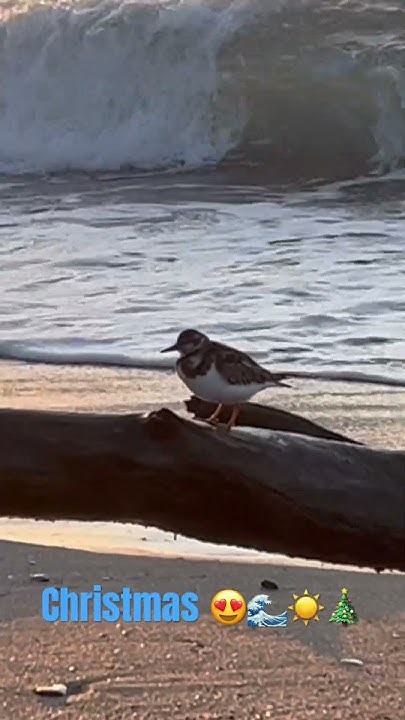 Birdy on the Beach give me Christmas Feeling / #2024 Mijas Spain - YouTube