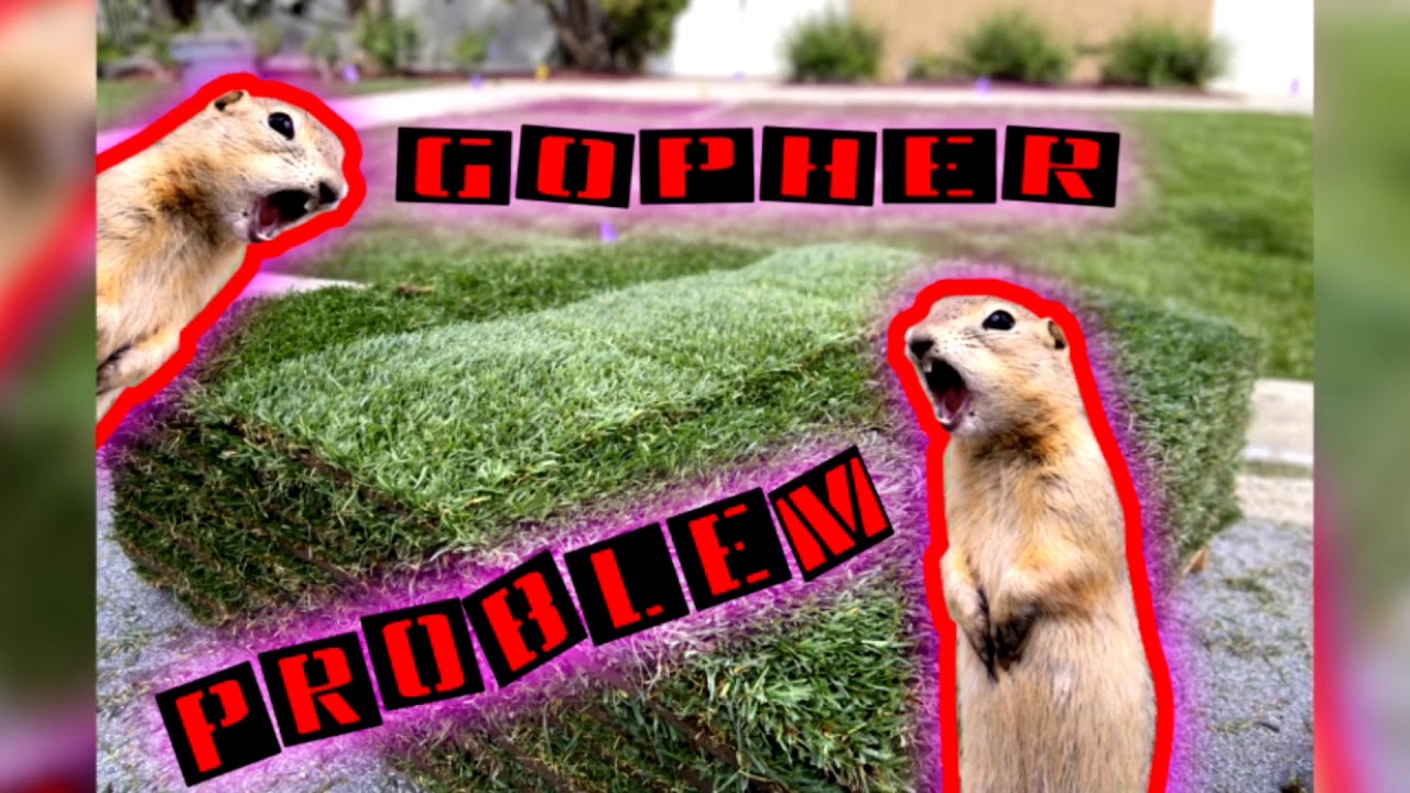 Gopher Mesh Installation & Sod - YouTube