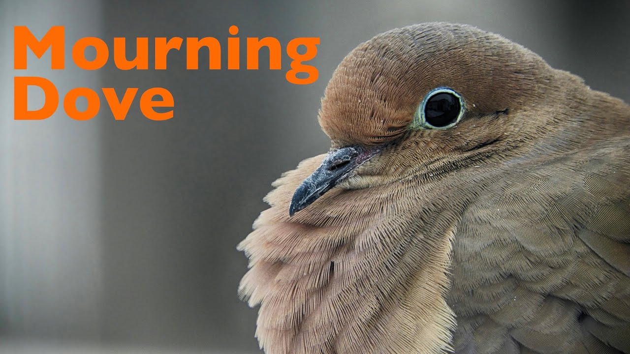 Mourning Dove Up Close | Zen Music | Bird Feeder Cam - YouTube