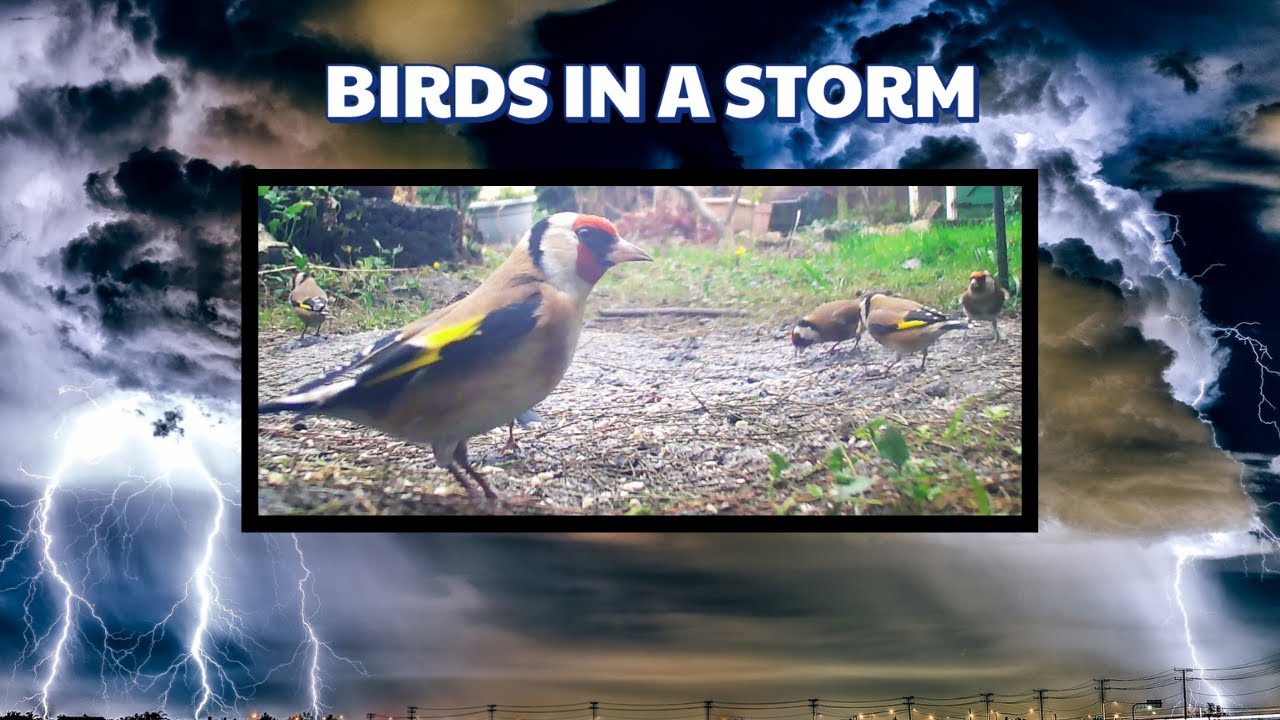 Birds in a Storm: Captivating Birds Braving Storm Darragh's Fury - YouTube