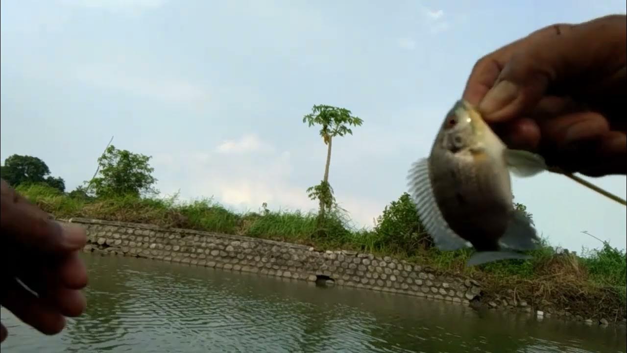 Mancing ikan nila disungai pinggir jalan sambil ngabuburit @Rangga Petualang Mancing - YouTube