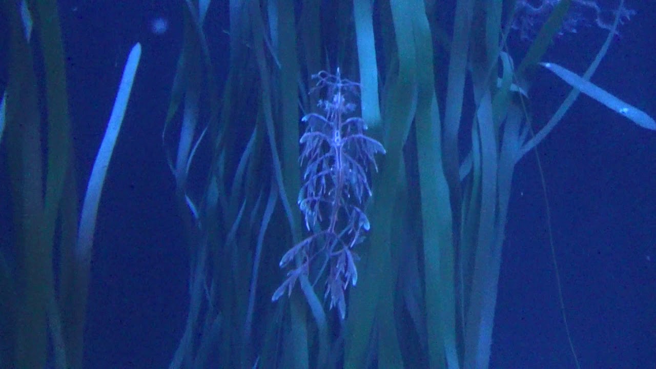 Pairi Daiza, Zeedraakjes (Grote rafelvis, zeedraakje, Phycodurus eques ...