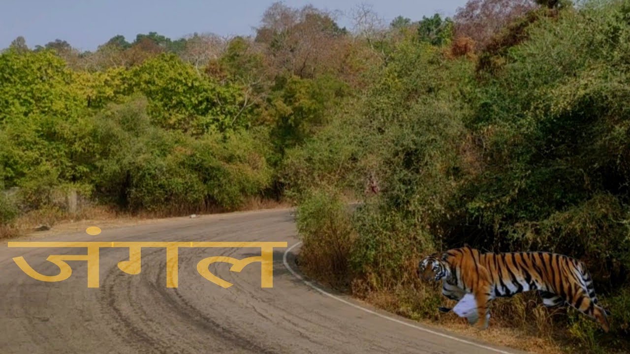 Mukandra Hills Tiger Reserve Kota मुकन्दरा हिल्स टाईगर रिजर्व अभयारण्य ...