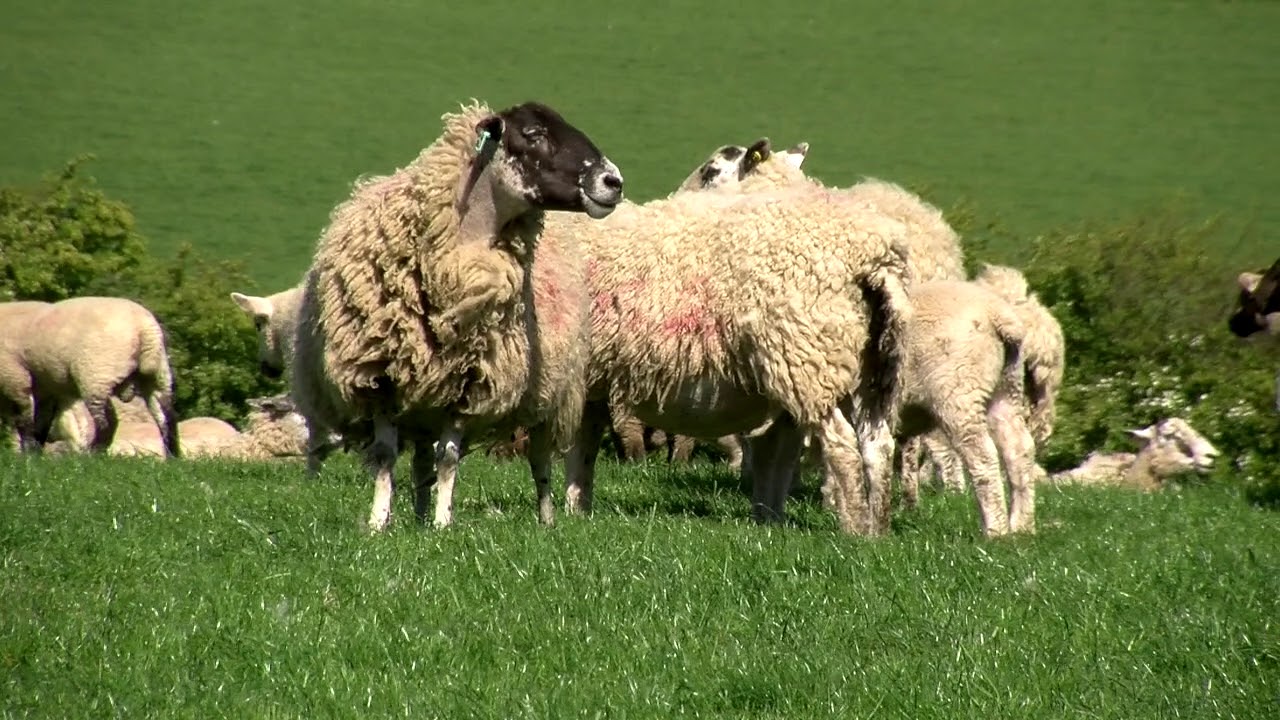 Managing pre-lambing ewe nutrition - YouTube