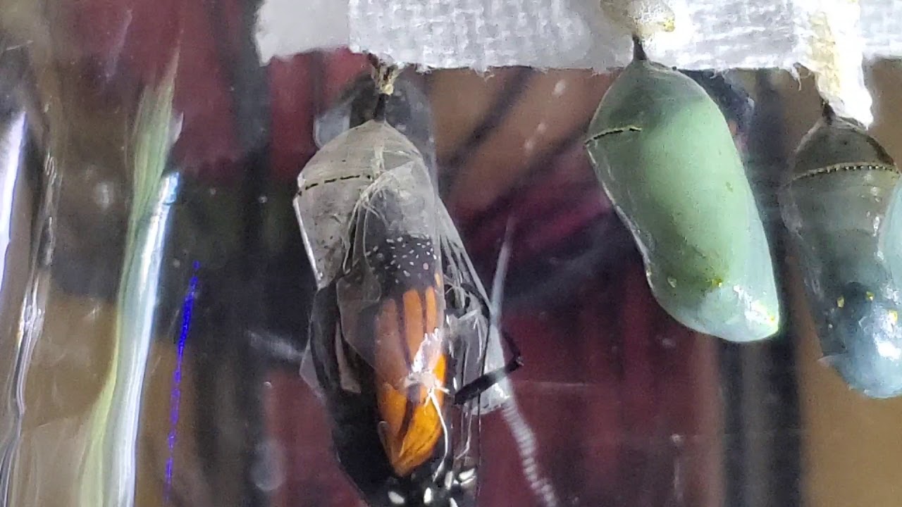 Monarch hatching this morning. - YouTube