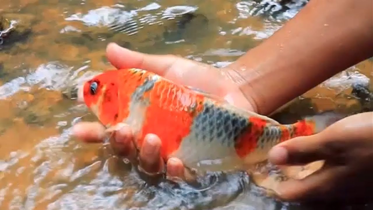 Catching Beautiful Kujaku Koi Fish in River - YouTube