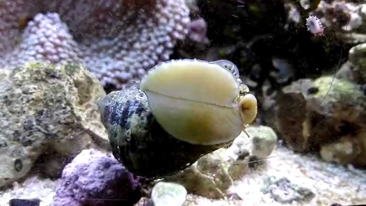 Lumaca turbo nano reef fluctuosus yellow HD - YouTube