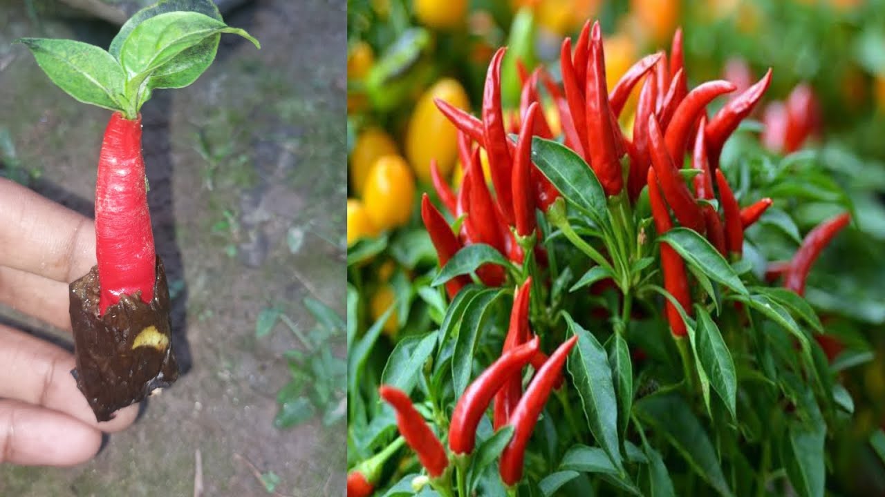 How to propagate chilli peppers on brinjal, how to grow chilli tree at ...