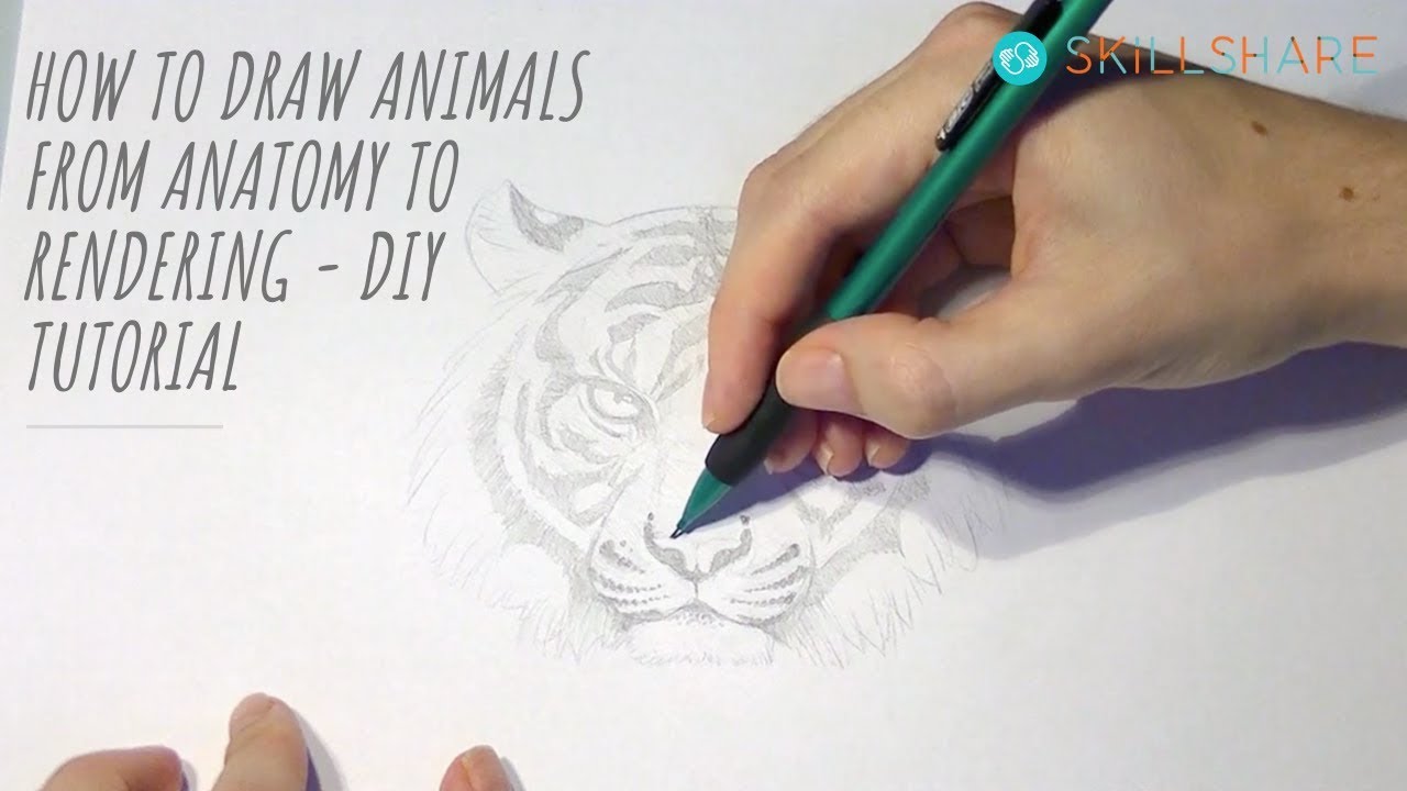 How To Draw Animals From Anatomy to Rendering - DIY TUTORIAL | A ...