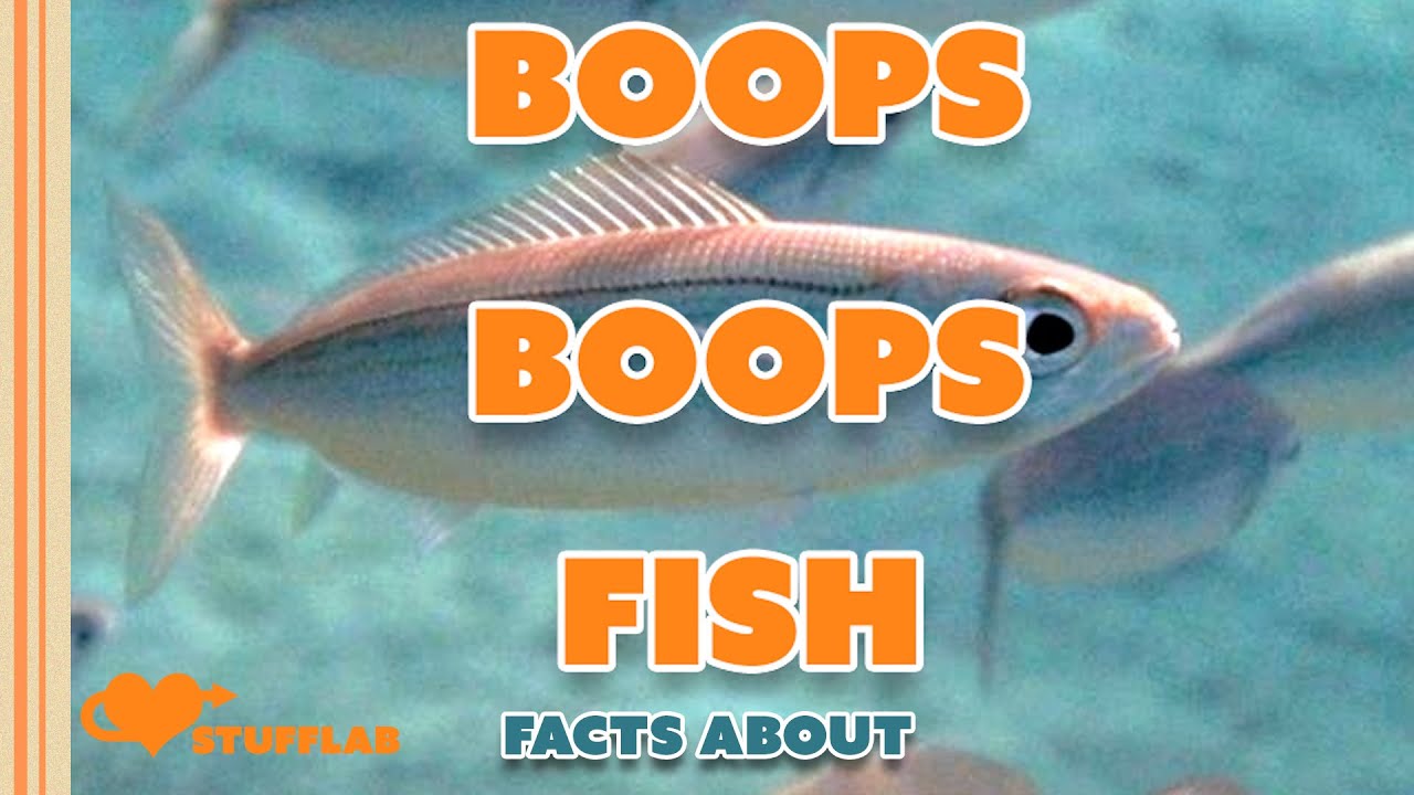 Facts About the Boops Boops Fish | Facts About | Stuff Lab - YouTube