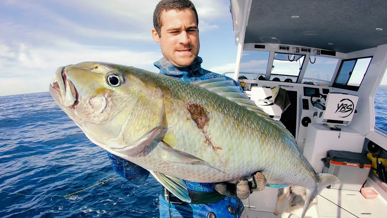 Spearfishing Tips For Hunting MONSTER JOBFISH Catch And Cook | Bird ...