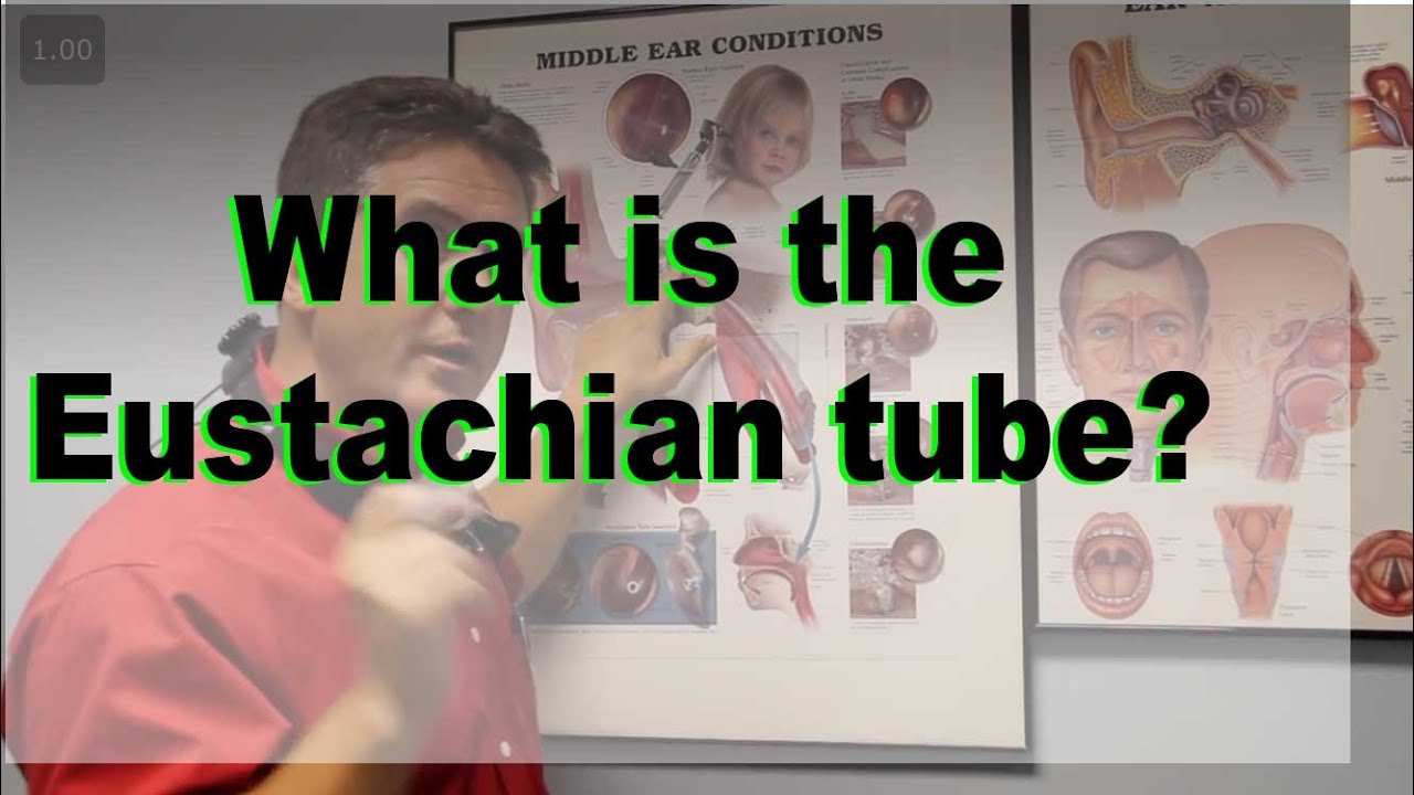 Eustachian Tube explained - YouTube