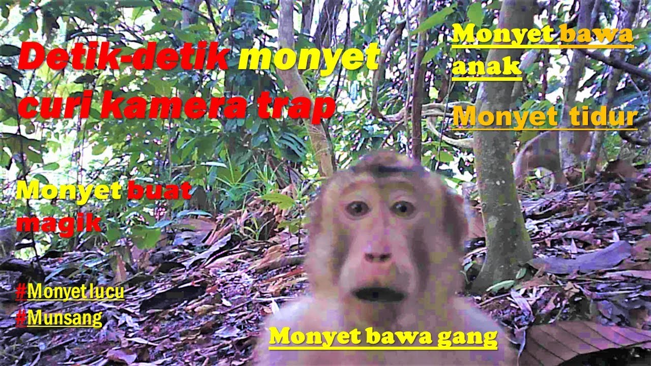Detik-detik Monyet curi kamera trap dipasang di hutan [Eng Sub] - YouTube