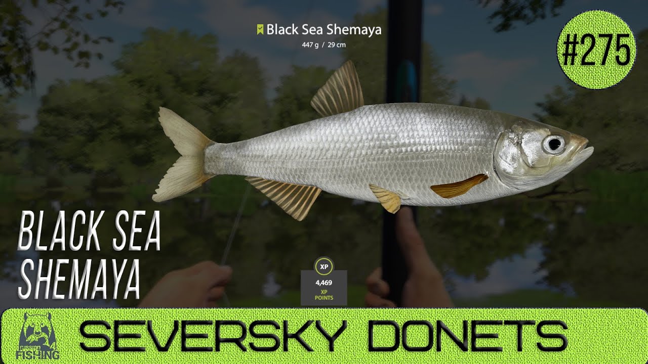 Russian Fishing 4 - Seversky Donets River - Black Sea Shemaya - #275 ...
