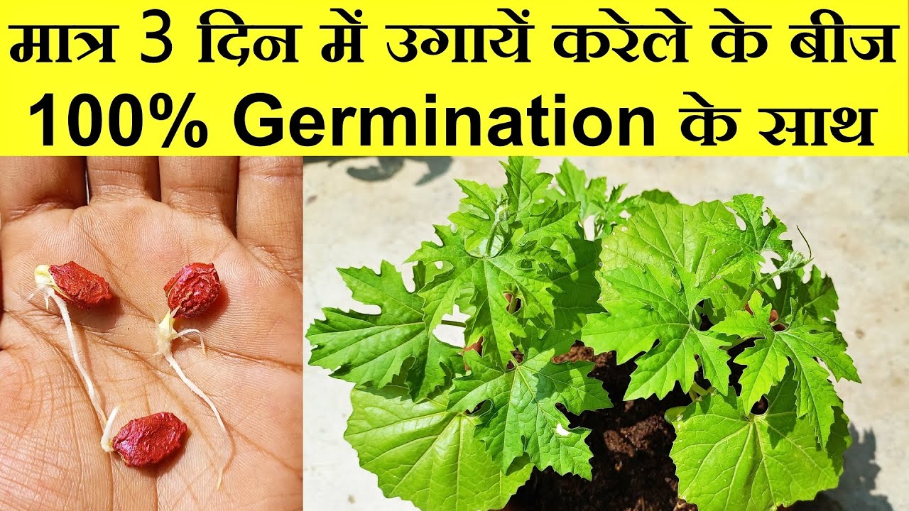 करेले के बीज कैसे लगाएं| Karela k beej kaise ugaye | How to Germinate ...