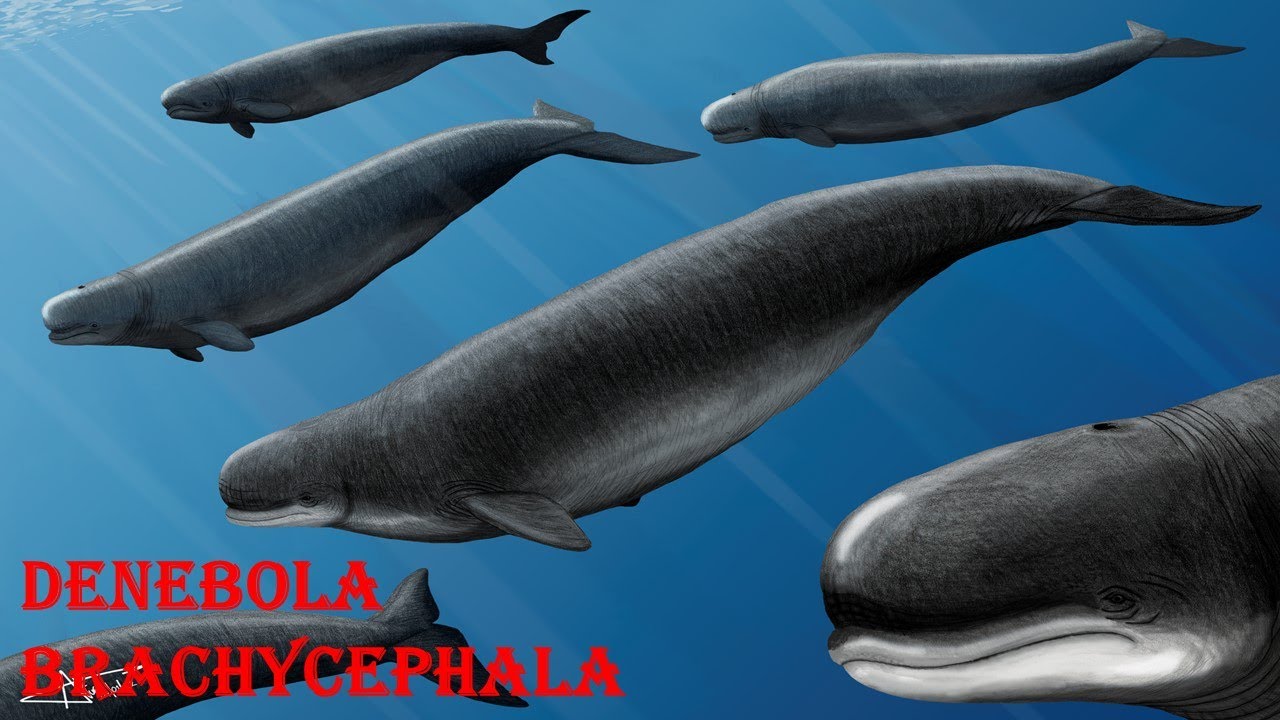 Denebola brachycephala - YouTube