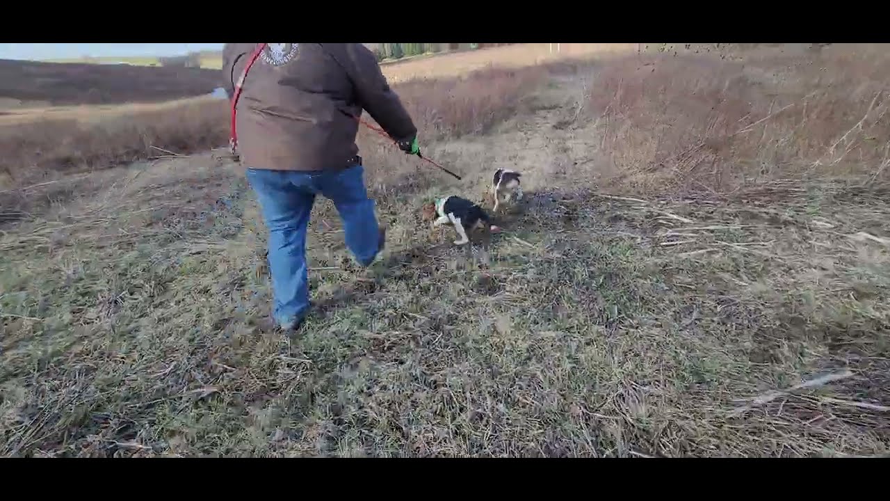 Northern WV Beagle Club MAB Gun Dog Brace Trial 2-18-23 - YouTube