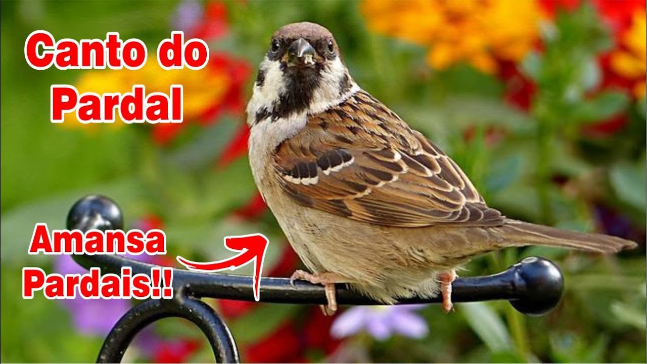 🐦 CANTO DO PARDAL LINDO CANTO DOS PARDAIS 🦅 - YouTube