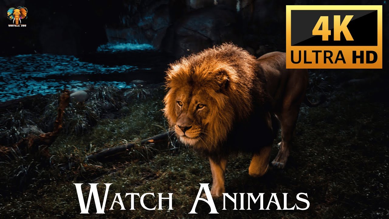 Watch Animals in 4K With Names & Sounds - YouTube