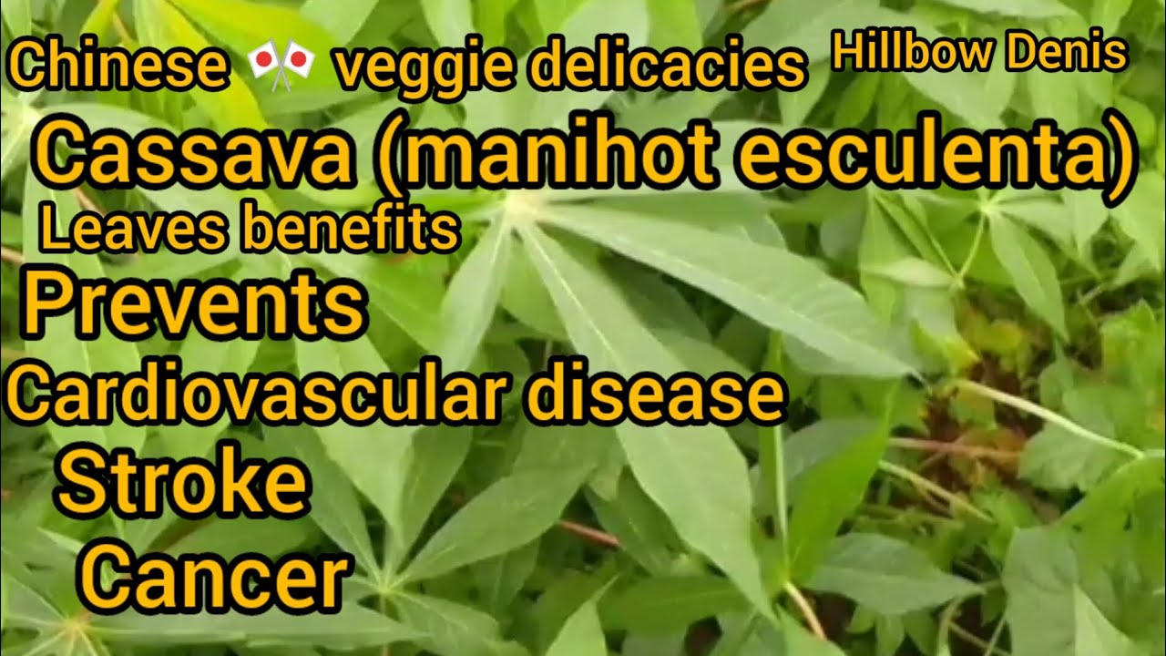 Cassava (Manihot Esculenta)Leaves a powerful antioxidant prevent ...