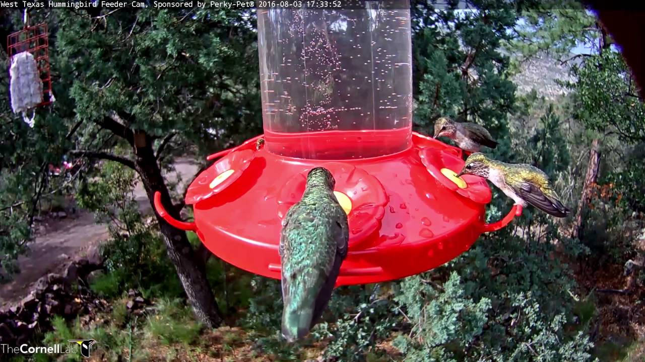 Female Calliope Hummingbird Visits the West Texas Hummingbird Feeder ...