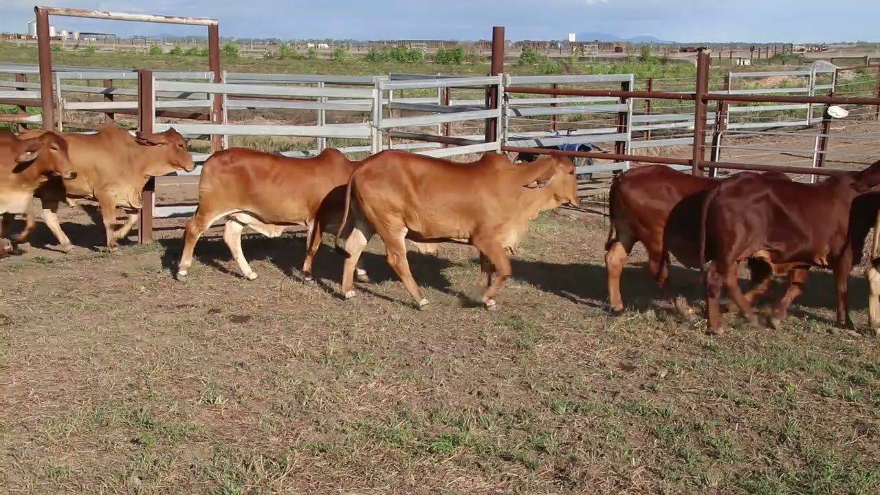 Cattle For Sale: 30 Red Poll Stud Heifers a/c GI Brahman Stud | Qld ...