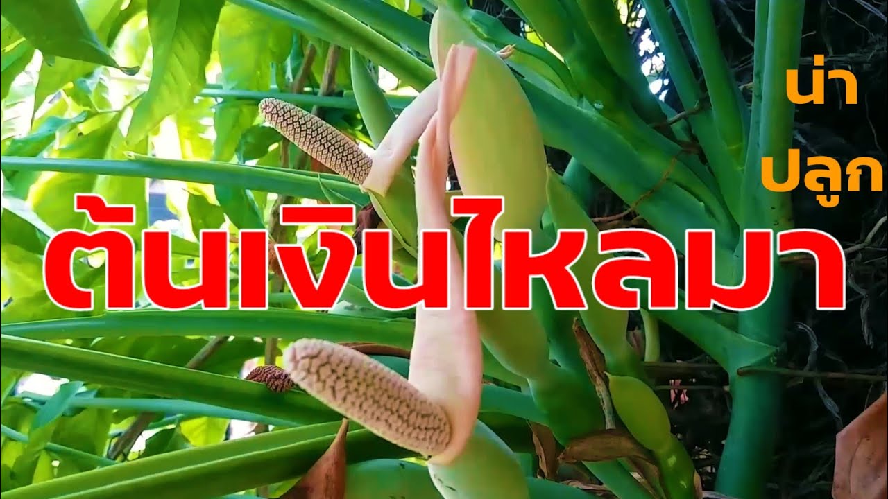 ทำไมคุณต้องปลูกต้นเงินไหลมาสวยร่มรื่นร่ำรวยเรียกเงินเรียกทองออกดอกตลอด ...